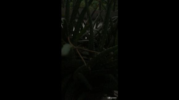 每个清晨百鸟朝凤 百叫无绝