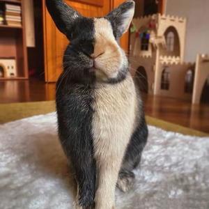 这猪蹄有点咸 