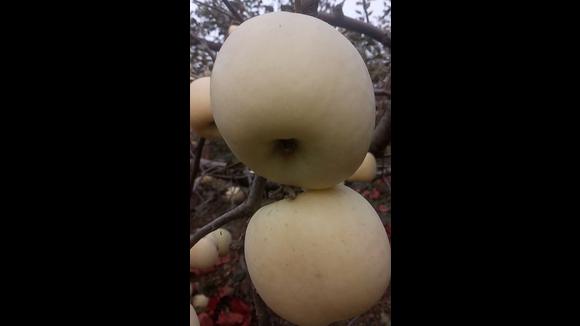 我自已种的红富士苹果又开始脱袋子了,这是苹果果实还没有着色的