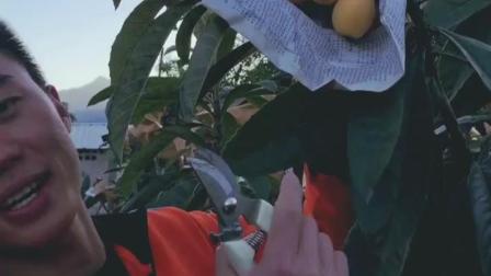 吃枇杷止咳化痰清肺的功效今天你吃了吗