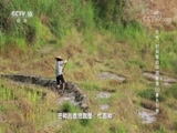 [二十四节气]芒种的含义