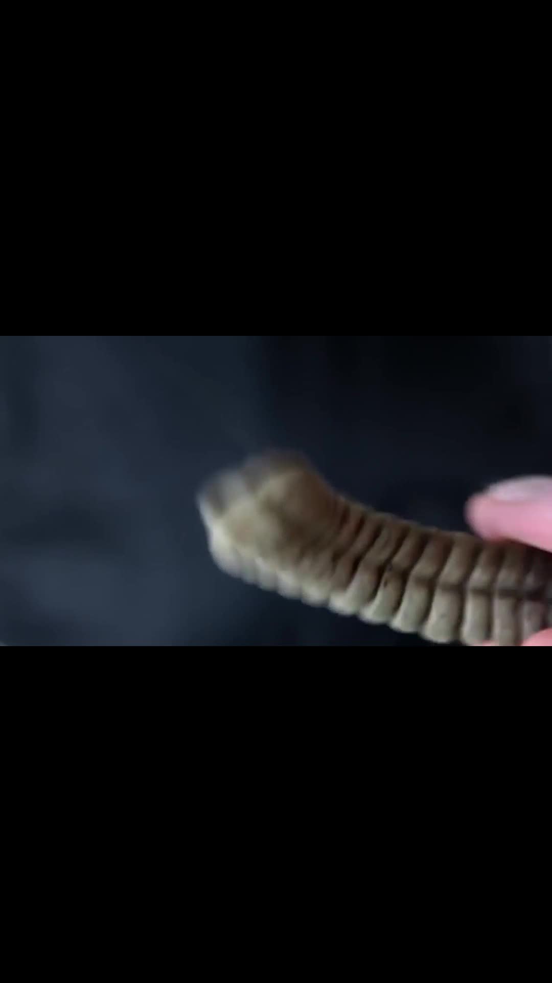 为什么响尾蛇的尾巴会响?老外一刀切开后,发现了其中的原理!