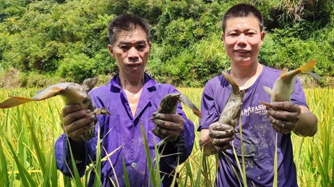 3亩稻田放养600条鱼,经过半年自然生长后把水放干看看还剩多少