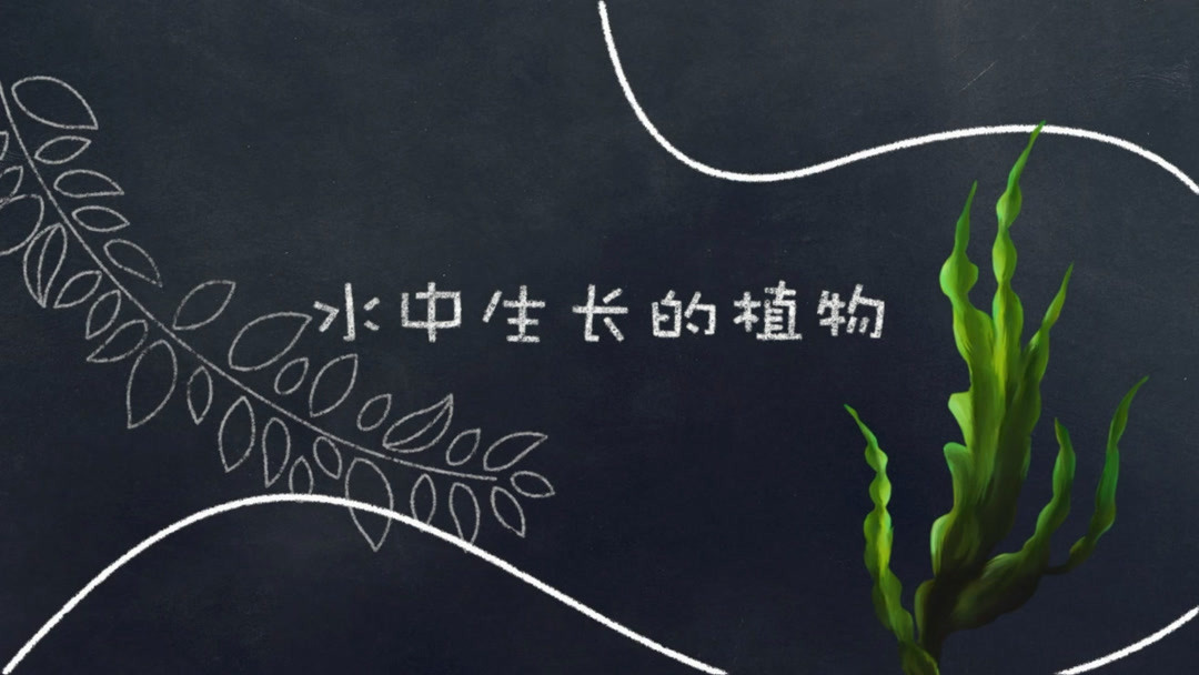 水中生长的植物