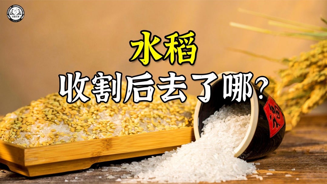 水稻是如何加工成大米的?2分钟带你了解,大米机械化生产全过程