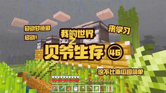 我的世界贝爷生存46:自动甘蔗机建成!收割...