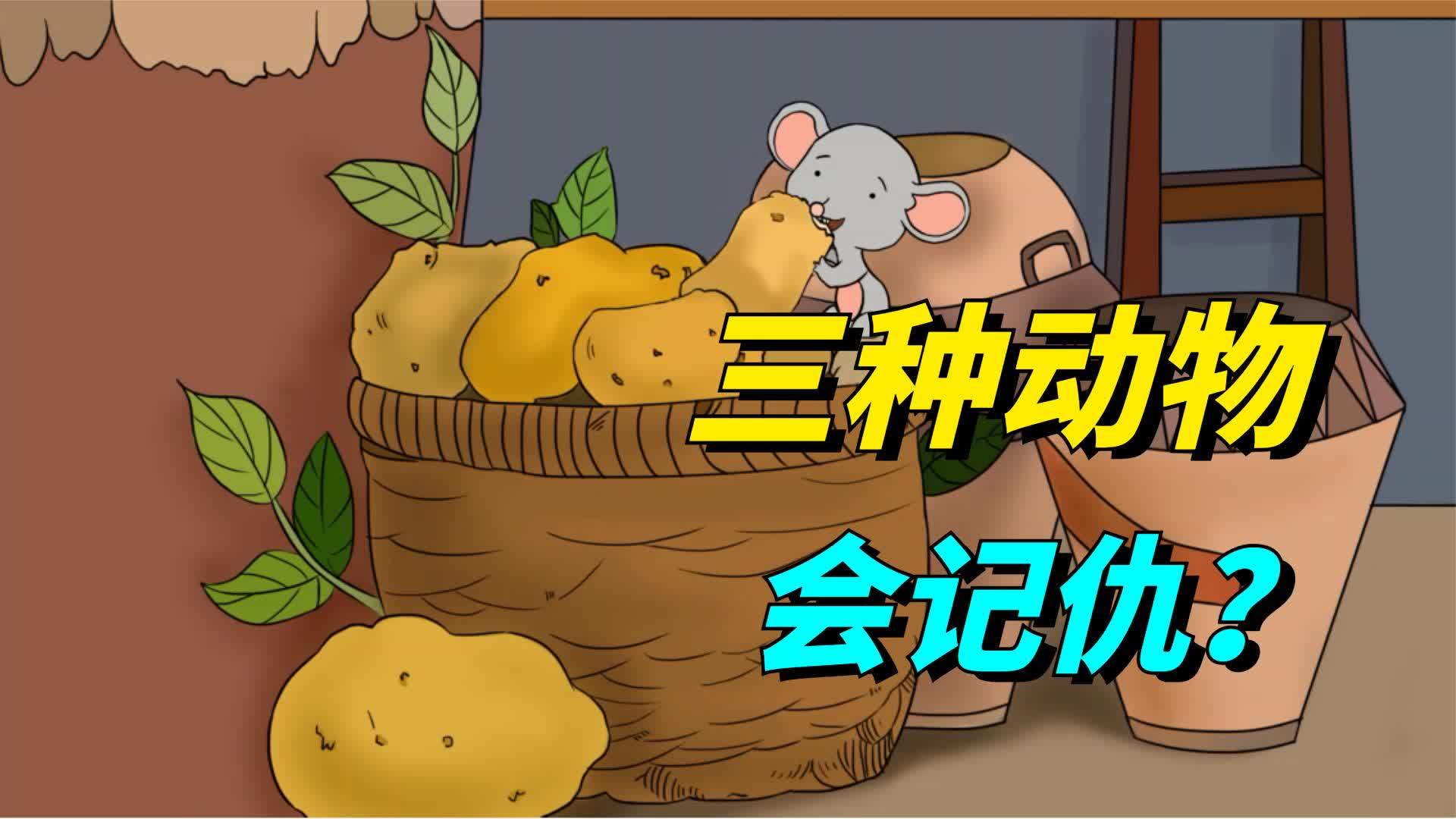 老人说“三种动物最记仇”,哪三种动物?是不是真记仇?
