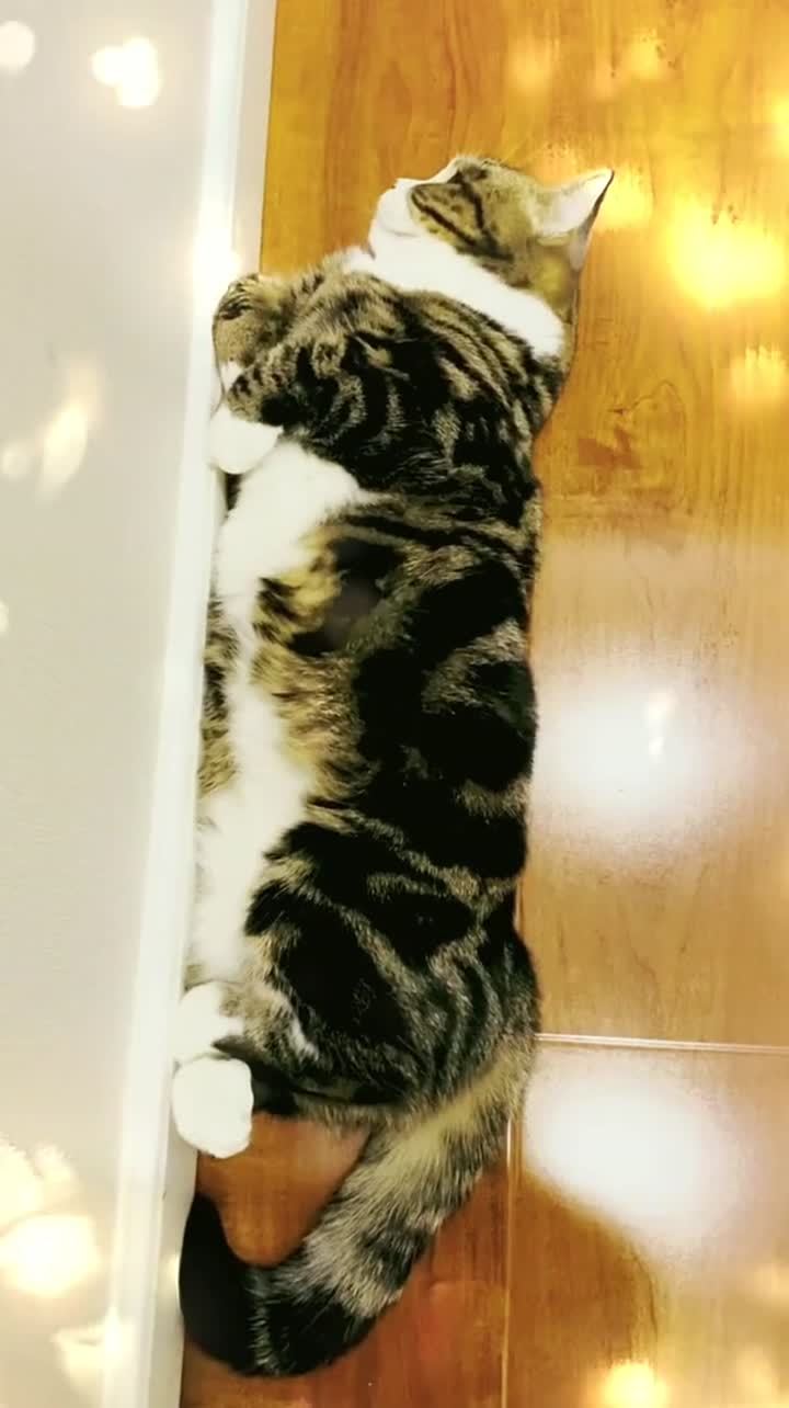 这字小猫咪长得好像面包啊