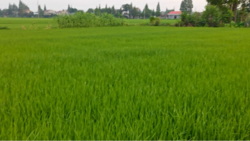 撒播与扦秧的禾苗生长的对照。〈三农〉