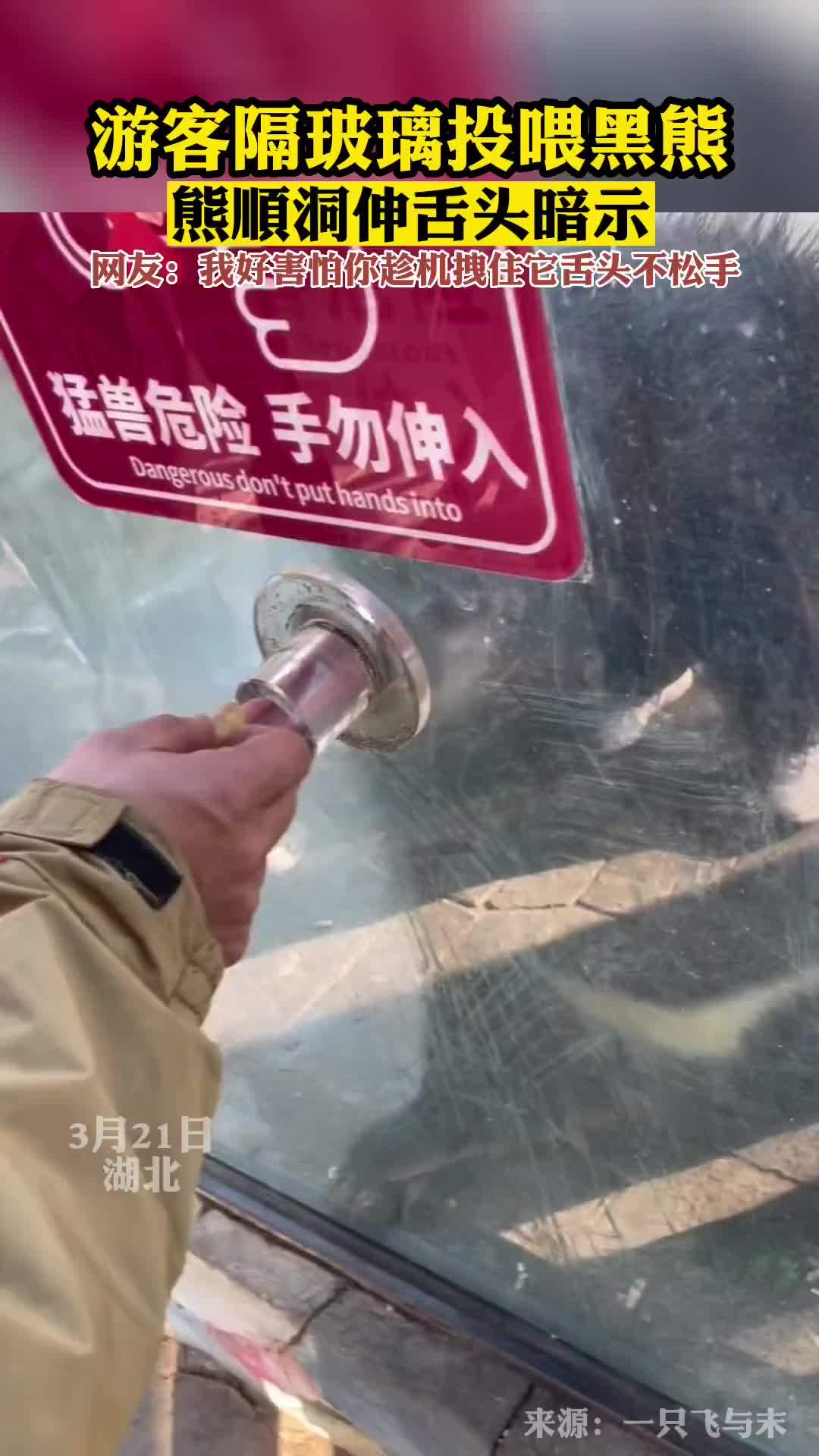 这只熊显然不懂社会的黑暗!#搞笑 #动物的迷惑行为