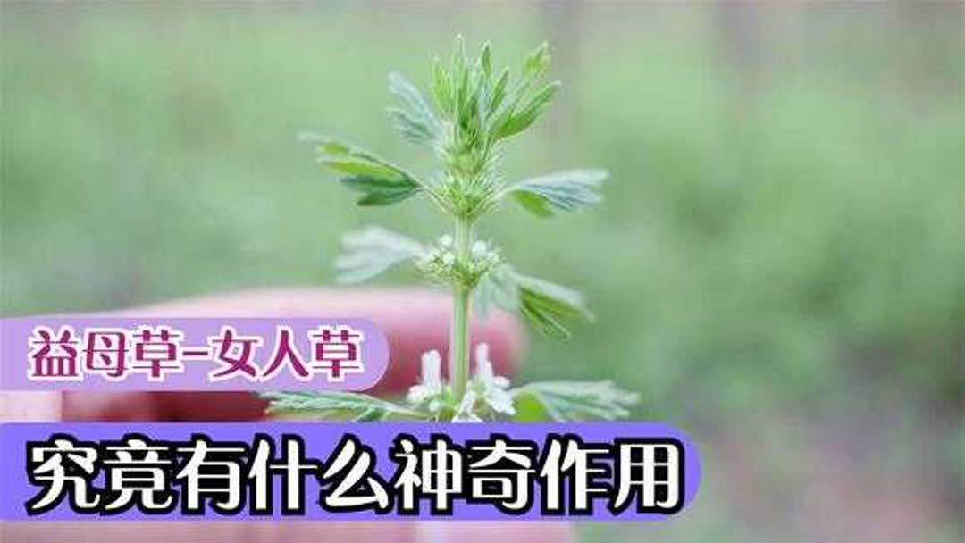 农村常见植物之“益母草”能有什么作用?好多人都把它挖回家