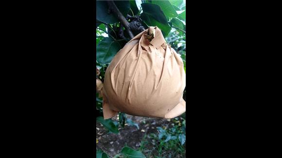 自家梨园,丰水梨,秋月梨,品质很好,想吃的说一声。
