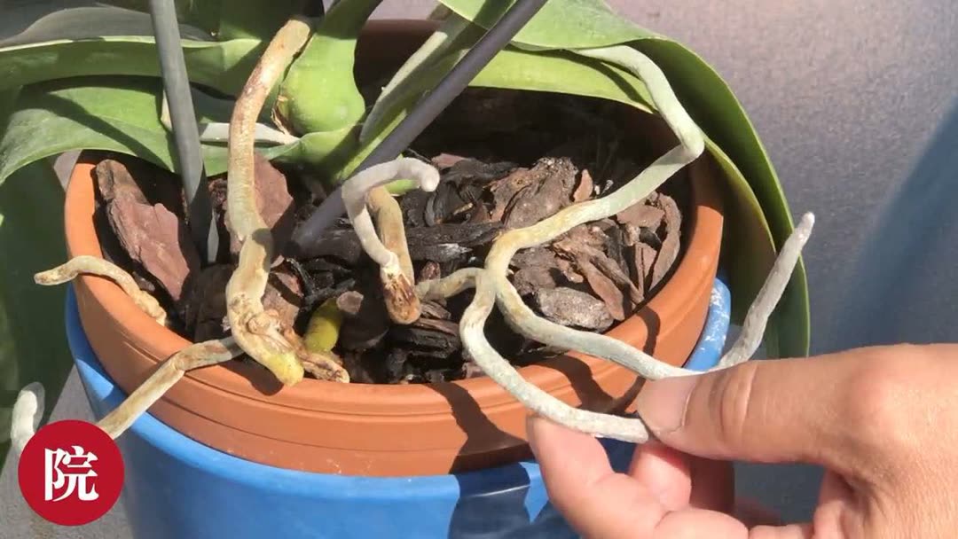 花草-新手养蝴蝶-你必须知道的蝴蝶兰气根那些事