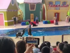 长隆海洋王国海狮表演04