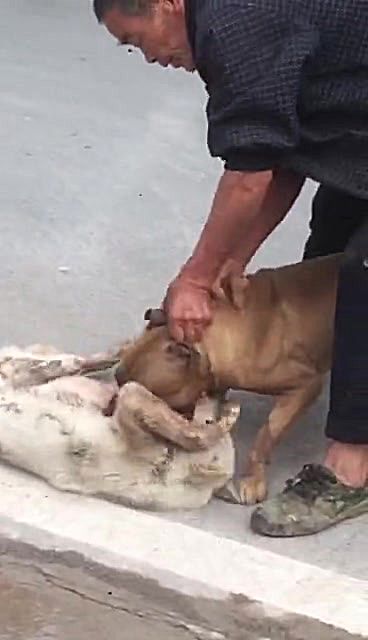 永康一土狗直接被比特犬活活咬死
