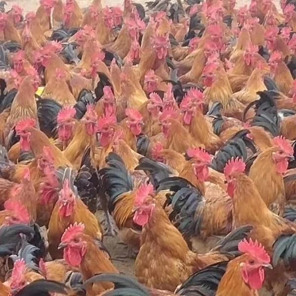 小鹅痛风鸡咳嗽种蛋鸭鹅 