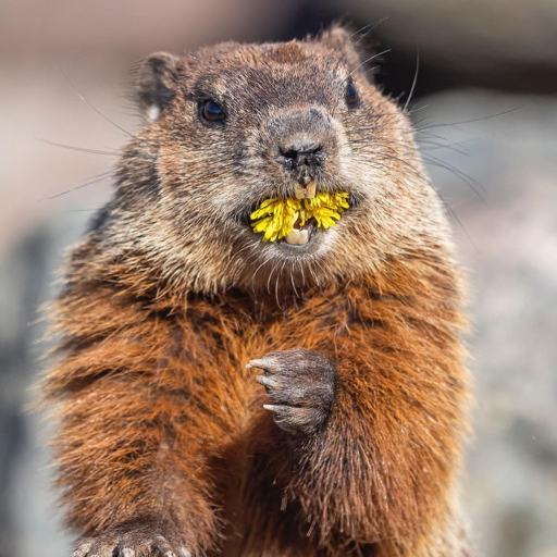 花家地美术史论-官方 