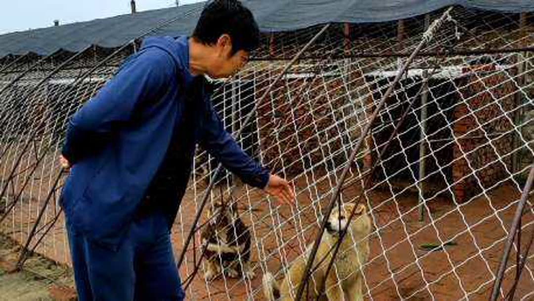 两栋犬舍,卡斯罗、狼毛青、恶霸犬、罗威纳和秋田犬,喜欢哪一只