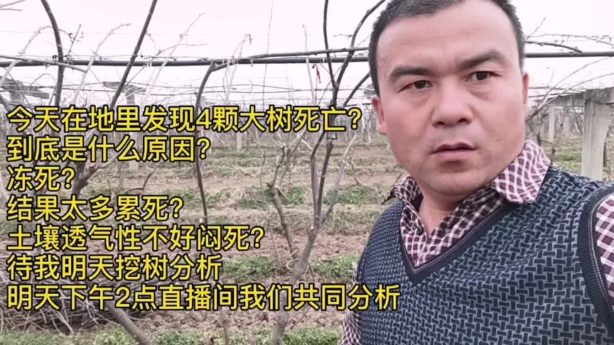 #农业种植 #果树种植 #猕猴桃冻害 #果园管理