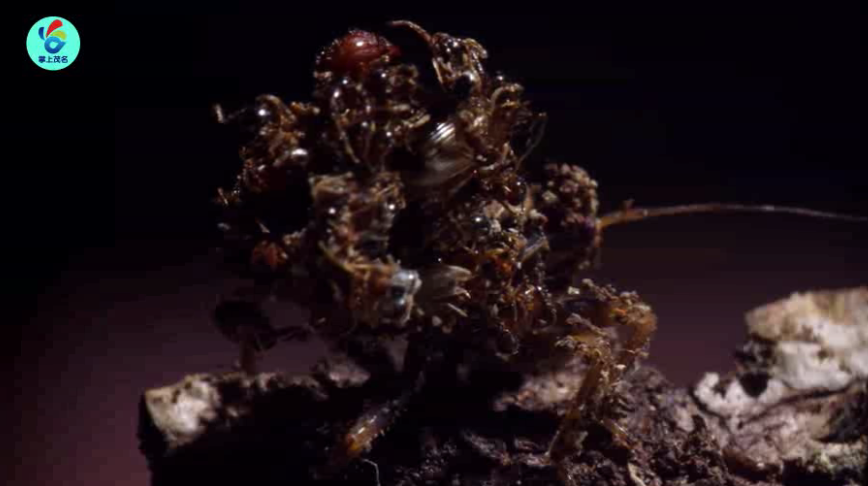 这是我见过的动物世界中最诡异的伪装了