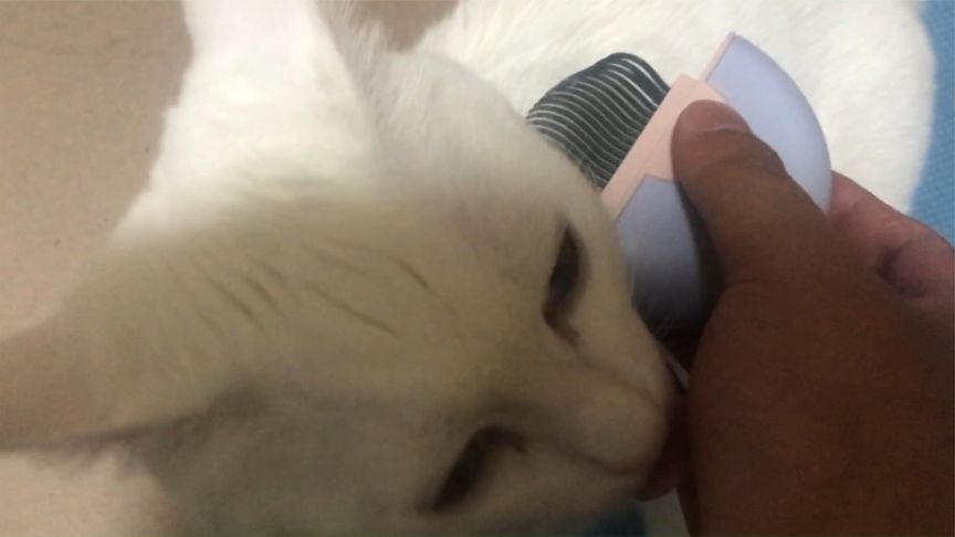会撒娇的猫咪,运气一般不会差的!