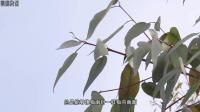 自然界里天然的指南针, 这种植物有生具来就能指引方向!
