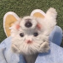 浪里个浪浪里个ll 