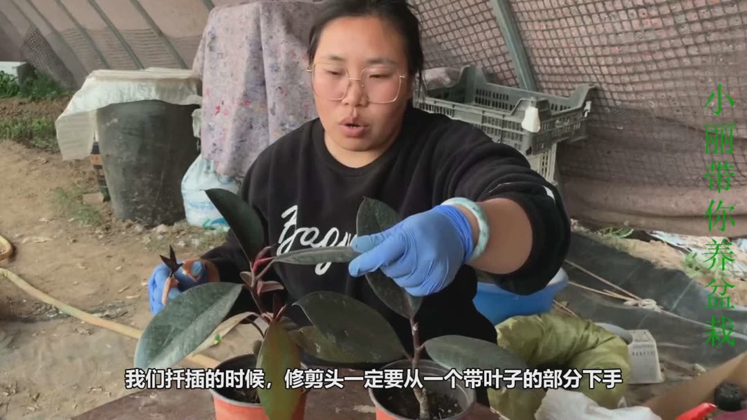 橡皮树扦插繁殖养不好?教大家如何扦插和扦插后的日常养护!