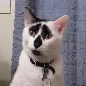 爱玩游戏的刺猬先生 