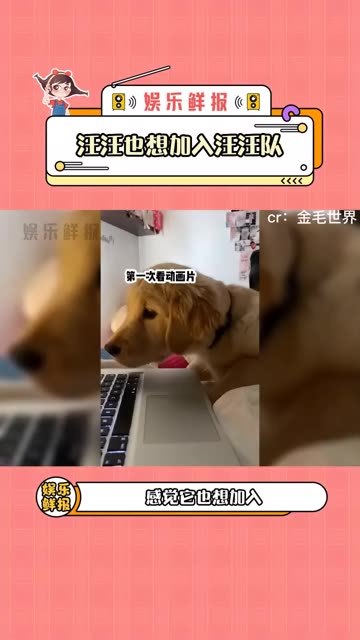 狗狗金毛第一次看动画片,满满的新奇感哈哈哈哈萌宠...
