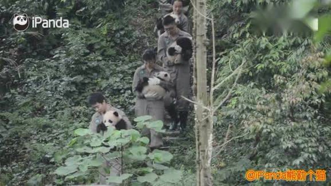 中心小团子:听说只有颜值高的饲养员才有入选抱小团子首秀的资格