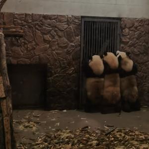 白茶与清风影视剪辑 