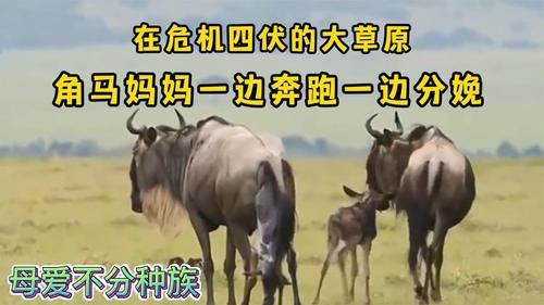角马为了确保孩子的安全 一边奔跑一边分娩