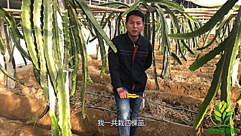 大棚种植火龙果肥料的使用, 以及火龙果种植的合理间距间距