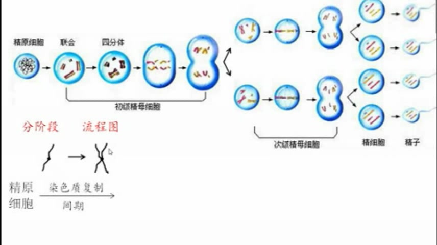 微课精子的形成过程金太阳