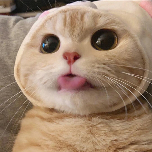 奶牛猫_ 