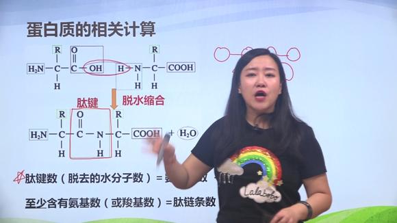 翟思茗-高中生物知识新要点-蛋白质的计算