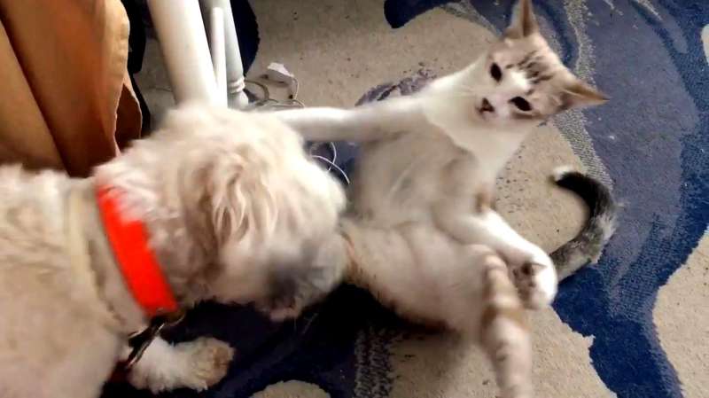 狗狗和猫咪生活在一个家里,每天都会在家里打架