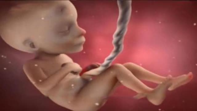 孕期15-20周胎儿发育全过程动画演示,孕妈辛苦了