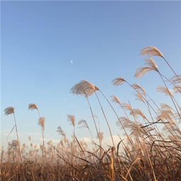 农村大师姐 