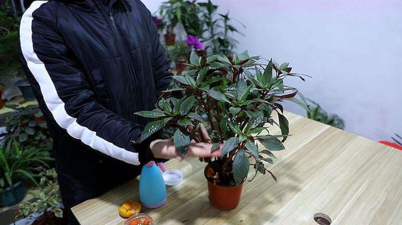 凤仙花养不好?只要在盆里丢点它,花朵又大又鲜艳