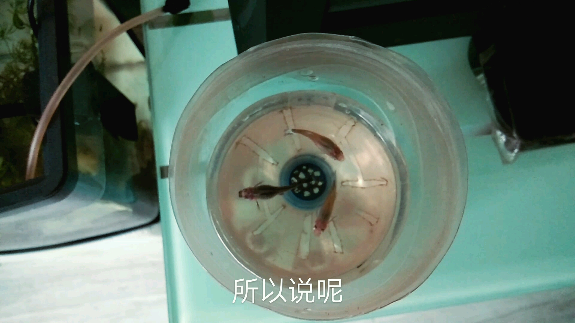 一个塑料瓶子解决母鱼生小鱼的问题,母鱼生产过程必须隔离才能确保...