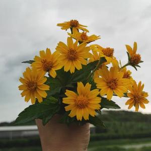 皮疲影视 