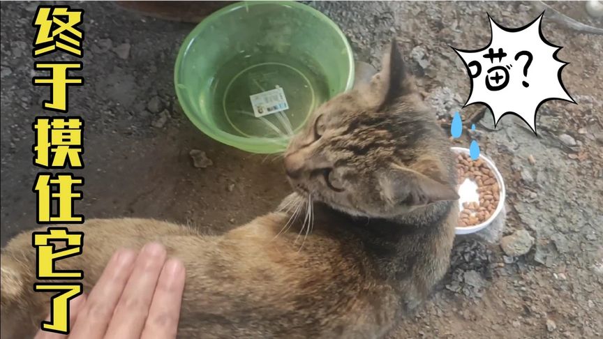 流浪猫在废墟生下宝宝,怕被人类偷,小伙喂了好几天终于取得信任