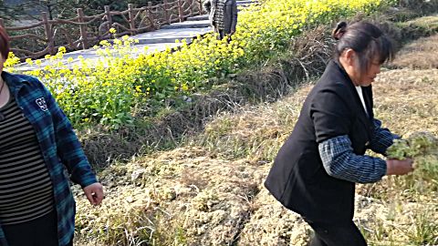 全国农业社会化服务体系调研考察贵州独山县水苔产业,为了国家生态...