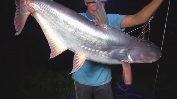 捕鱼:拉起河中的细绳,没想到捕获这种大鱼,而且一会就逮住3条