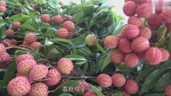 荔枝红了,妈妈叫你回家摘荔枝,你还在等什么