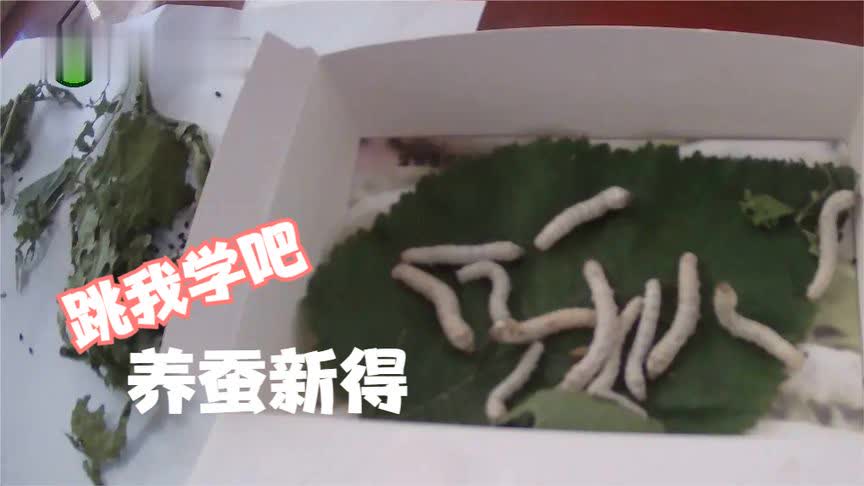 一个老农的养蚕心得,养好蚕宝宝只需完成这几步