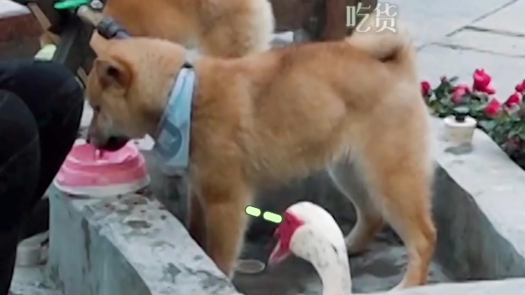 《向往的生活3》【瓢】霸气瓢哥暴躁护食 彩灯表示惹不起