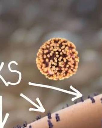 当一个得流感的人打喷嚏的时候,他喷嚏中所携带的流感病毒是如何...